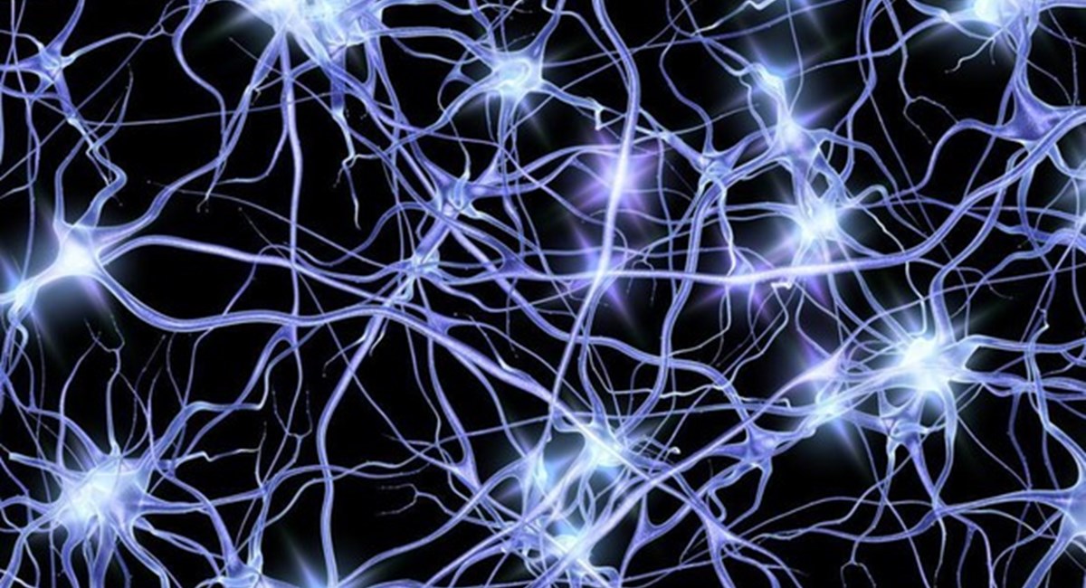 Apprendimento e ricordi: i neuroni si assemblano e giocano - L'Opinione